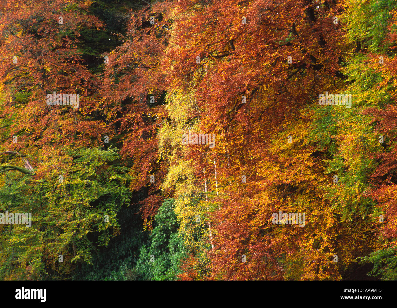 Autumn Foliage, Kenmore, Scotland Stock Photo - Alamy