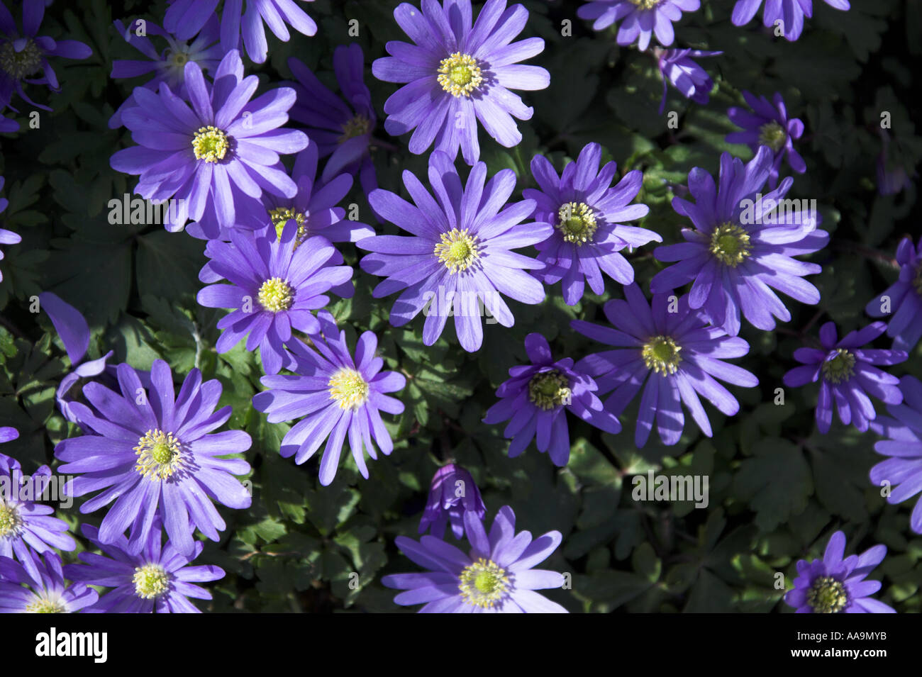 Radiant anemone hi-res stock photography and images - Alamy