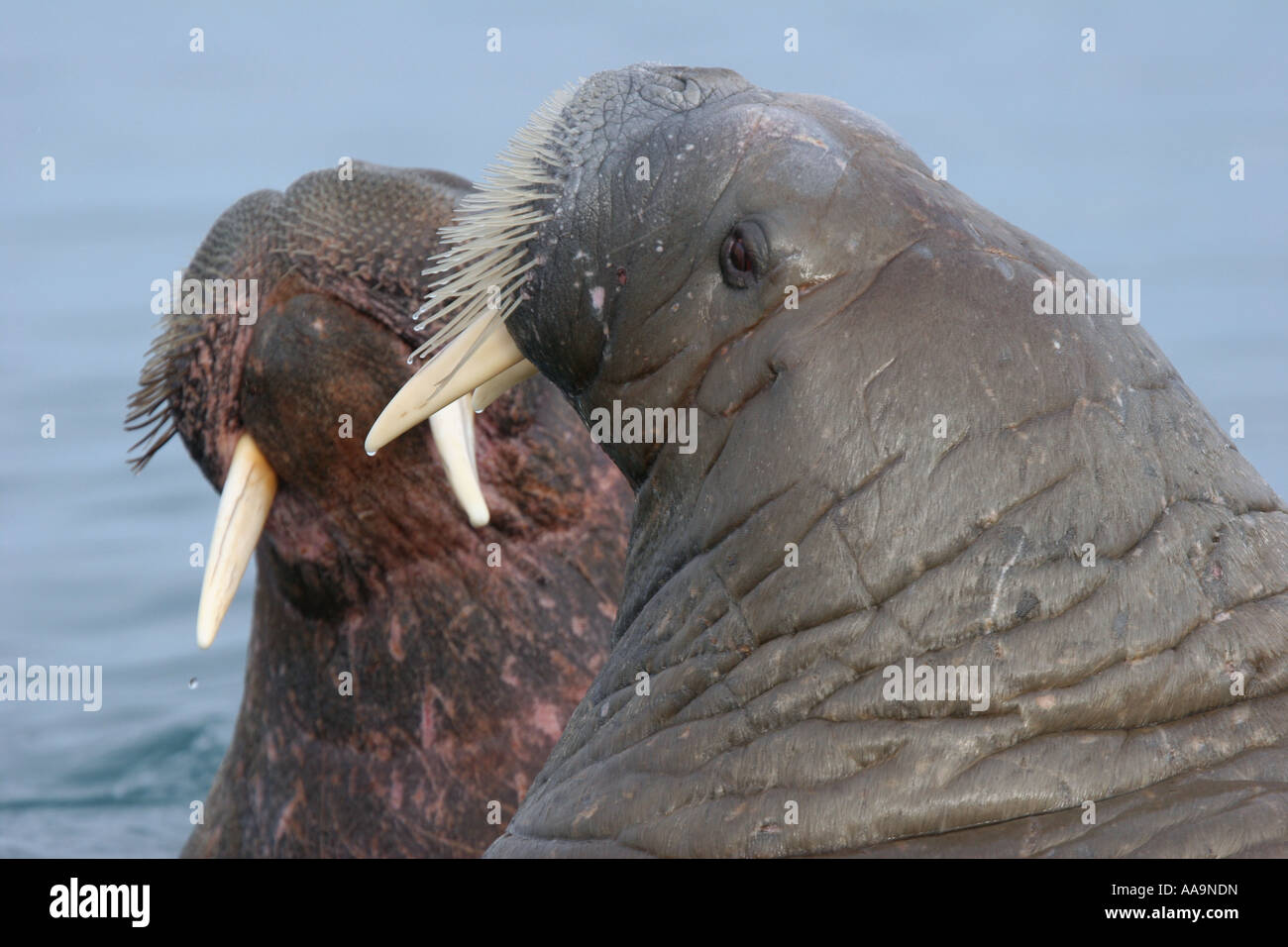 A pair of Walrus Stock Photo - Alamy