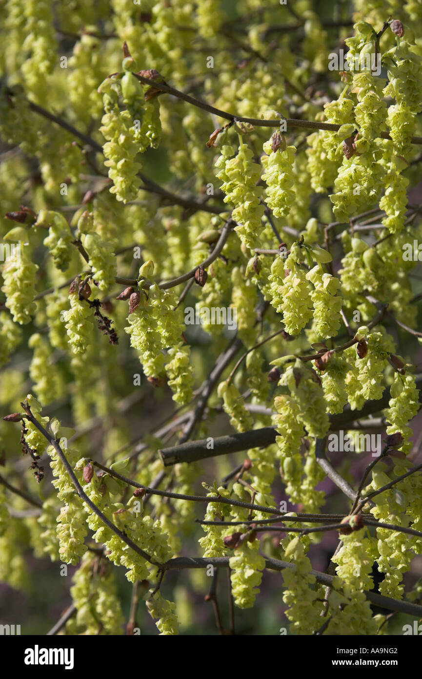 Chinese Witch Hazel or Winter Hazel, Corylopsis sinensis ...