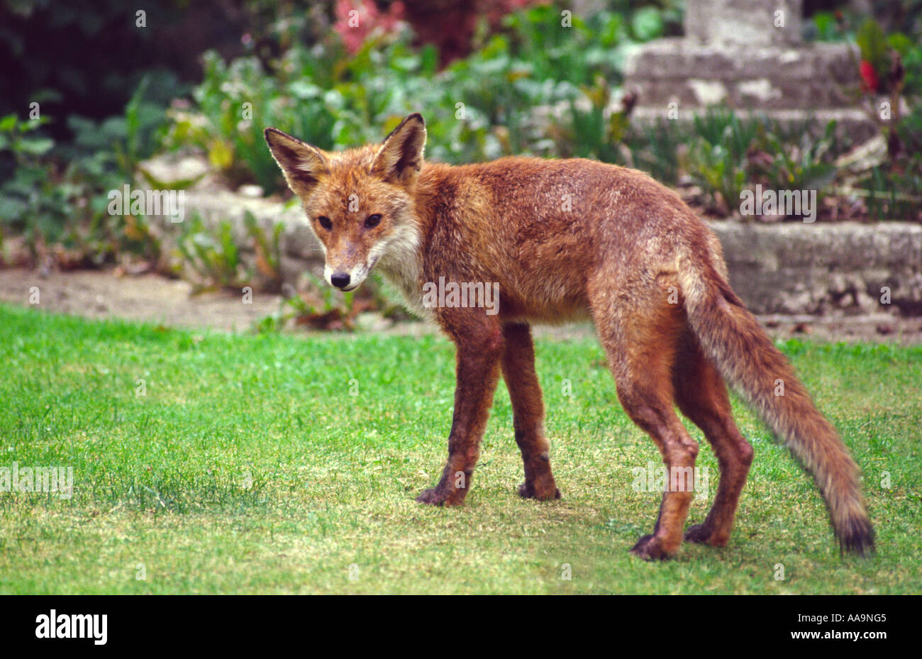 Fox in garden Surrey England UK Stock Photo - Alamy