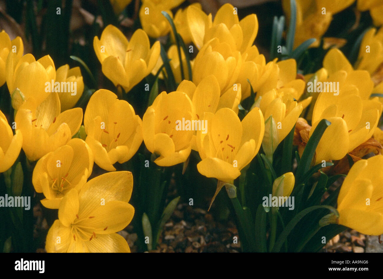 Yellow crocoideae hi-res stock photography and images - Alamy