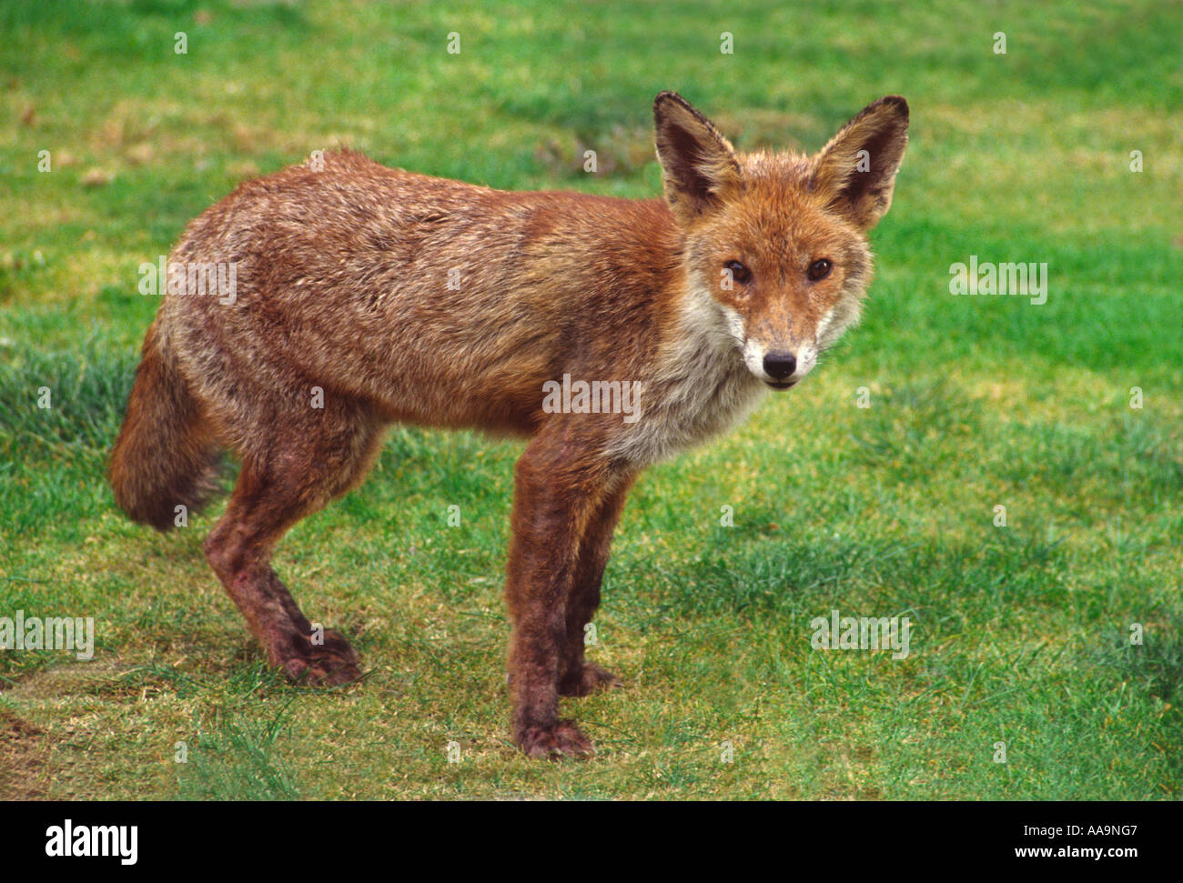 Fox in garden Surrey England UK Stock Photo - Alamy