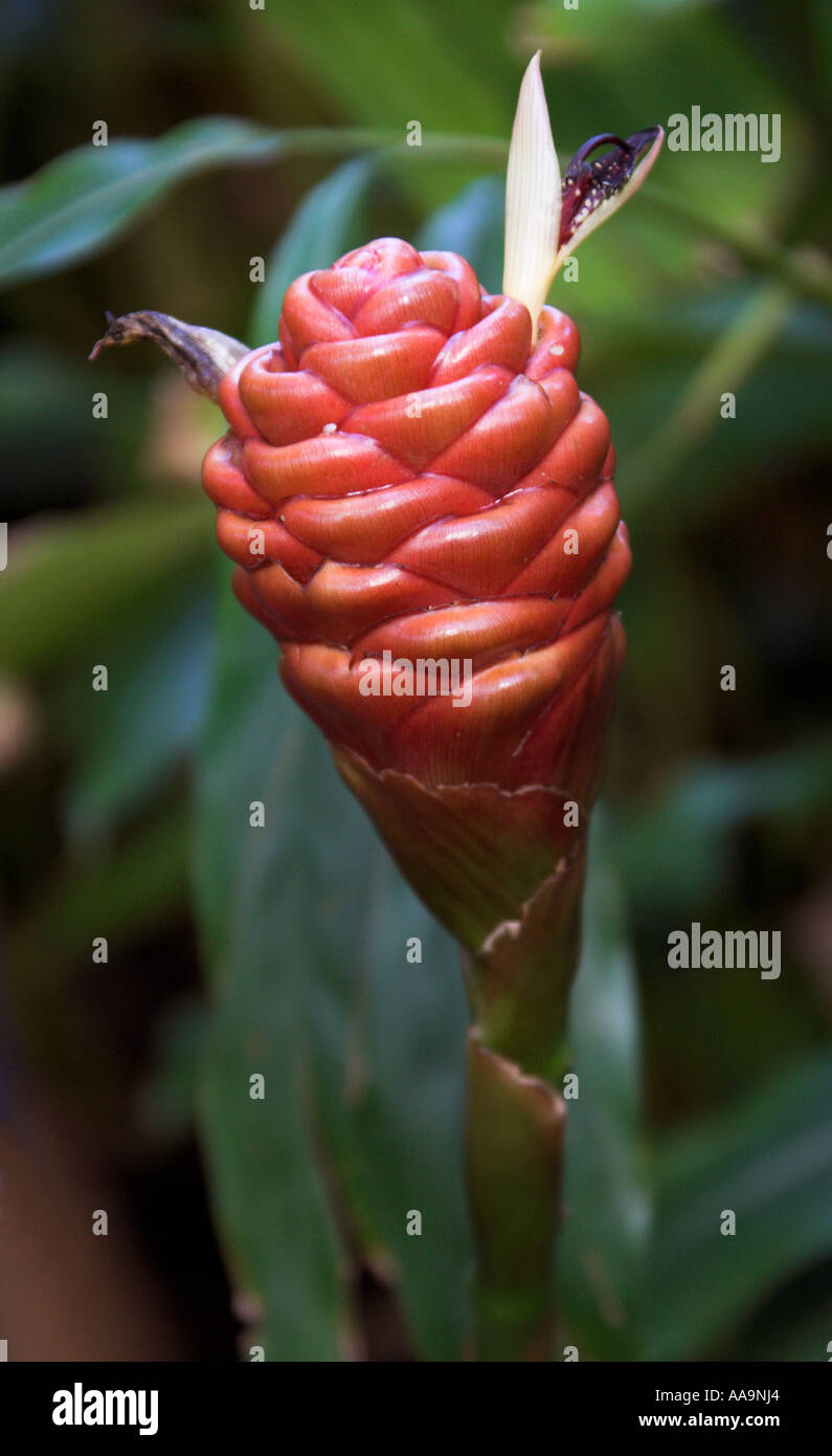 Ginger Plant Zingiber spectabile Stock Photo - Alamy