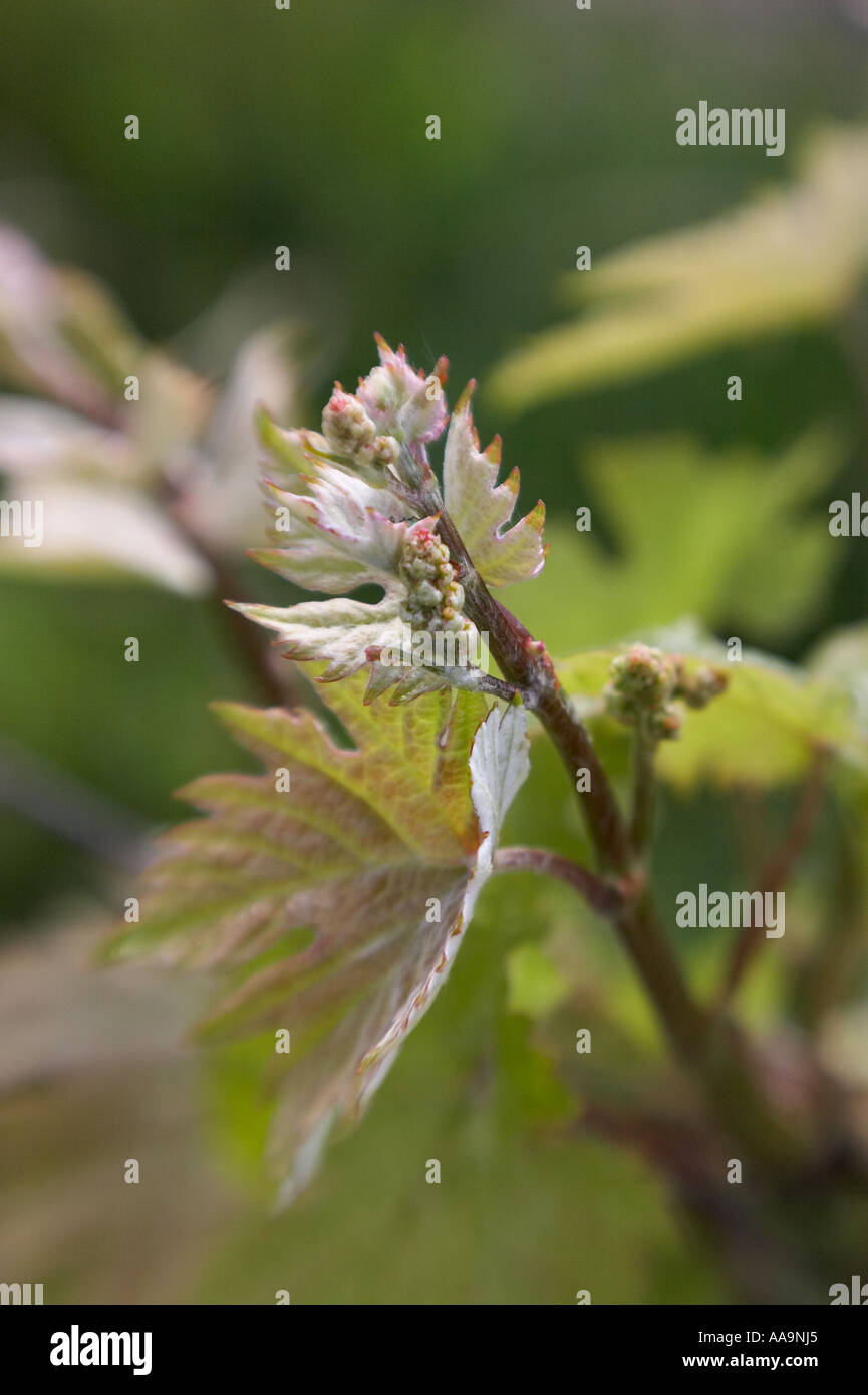 inflorescence spadix bloom of vine Stock Photo - Alamy