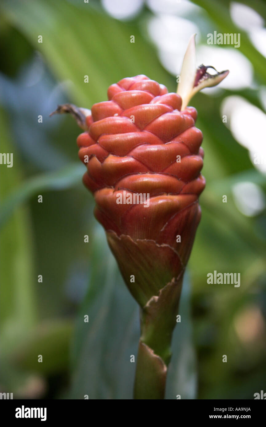 Ginger Plant Zingiber spectabile Stock Photo - Alamy