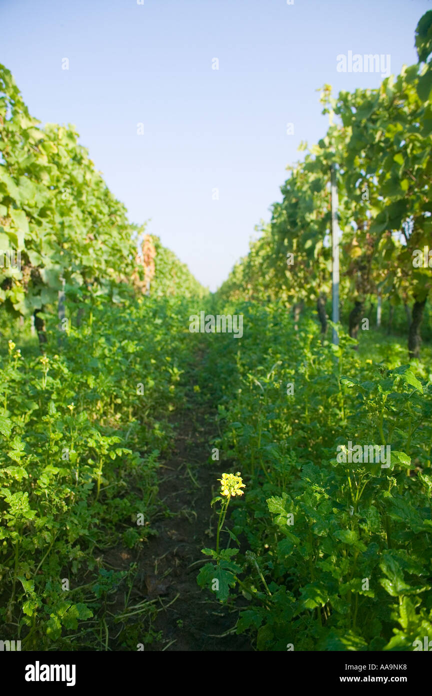 Ecovin organic vineyard natural vegetation hi-res stock photography and ...