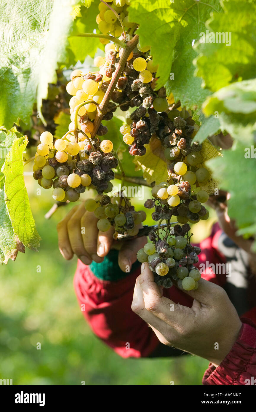 Botrytis cinerea grape gathering selection hi-res stock photography and ...