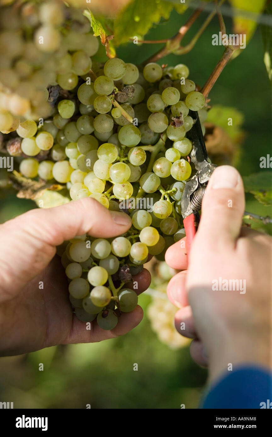 Botrytis cinerea grape gathering fo selection wine noble rot Stock ...