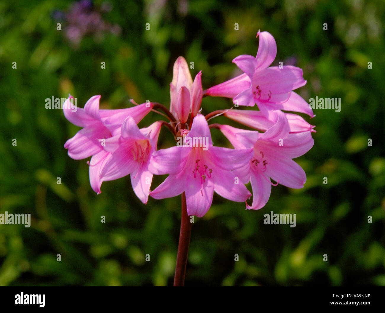 Tube lily hi-res stock photography and images - Alamy