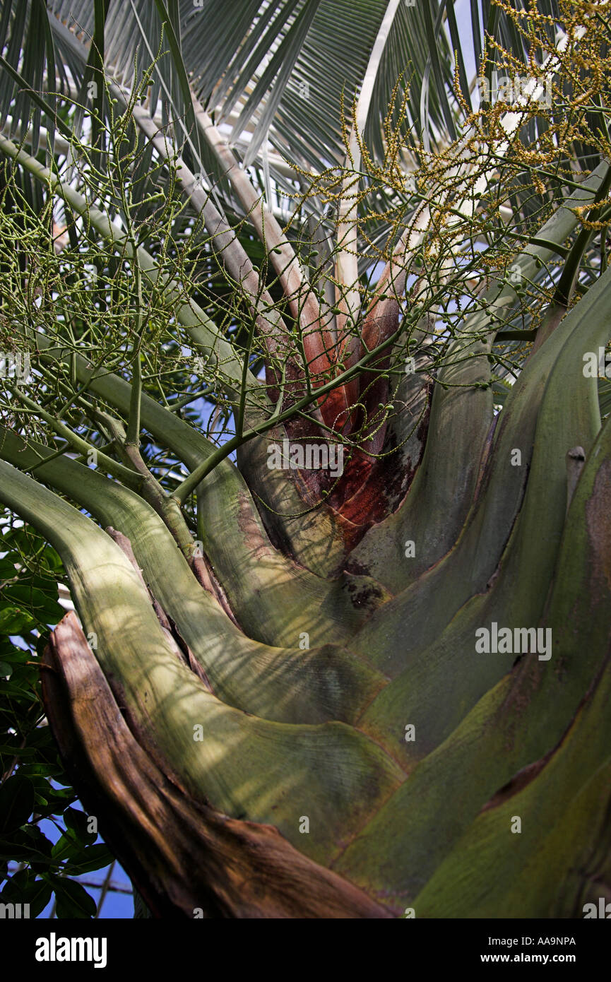 Triangle Palm, Dypsis decaryi, Arecaceae, Madagascar Stock Photo - Alamy