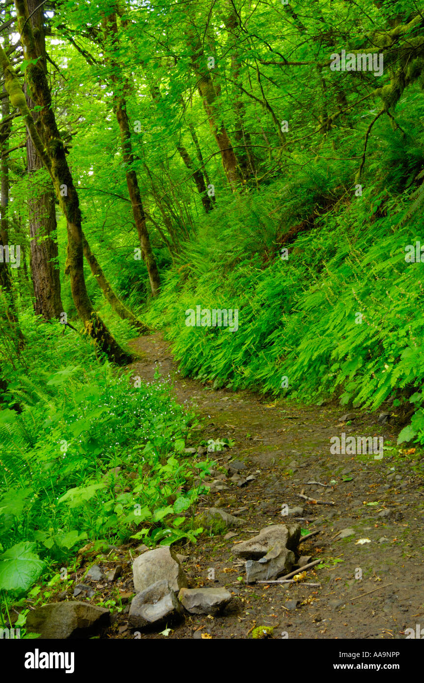 Path into the forest Stock Photo - Alamy