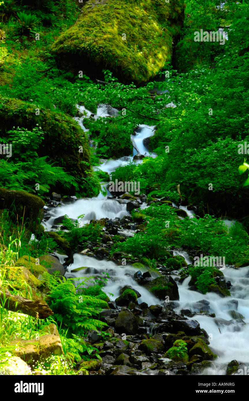 Green Forest cascade Stock Photo - Alamy