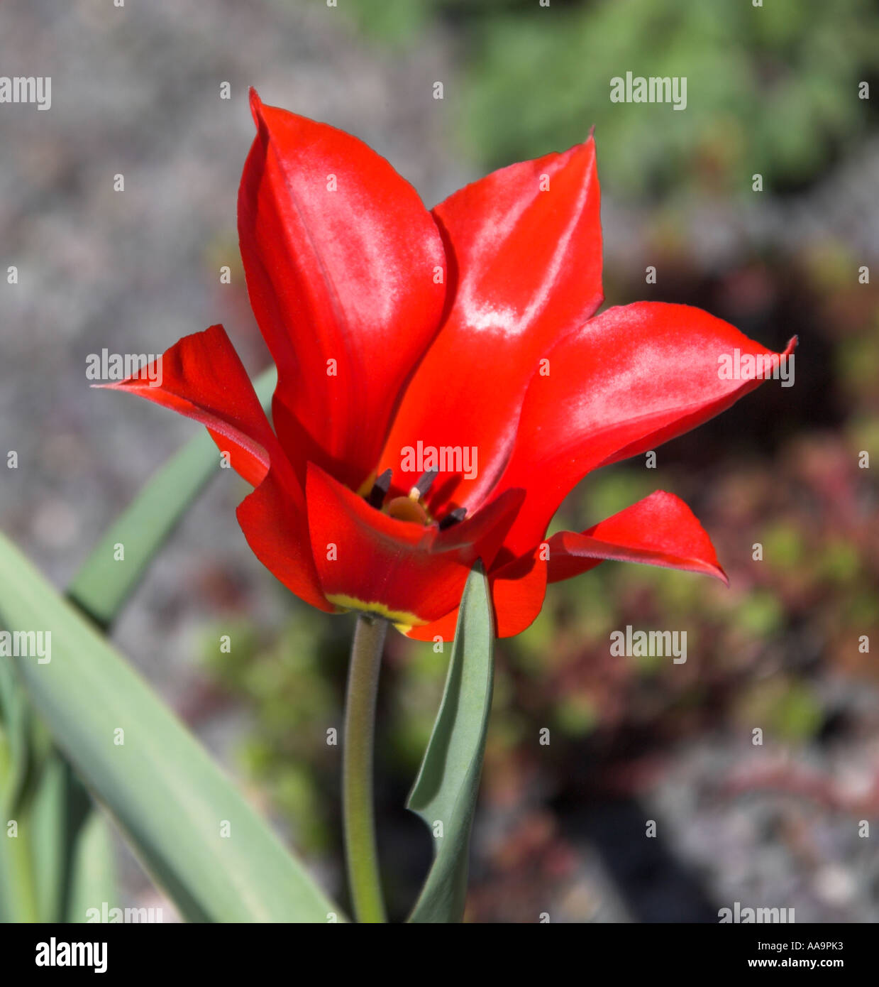 Red tulip flower leaves hi-res stock photography and images - Alamy