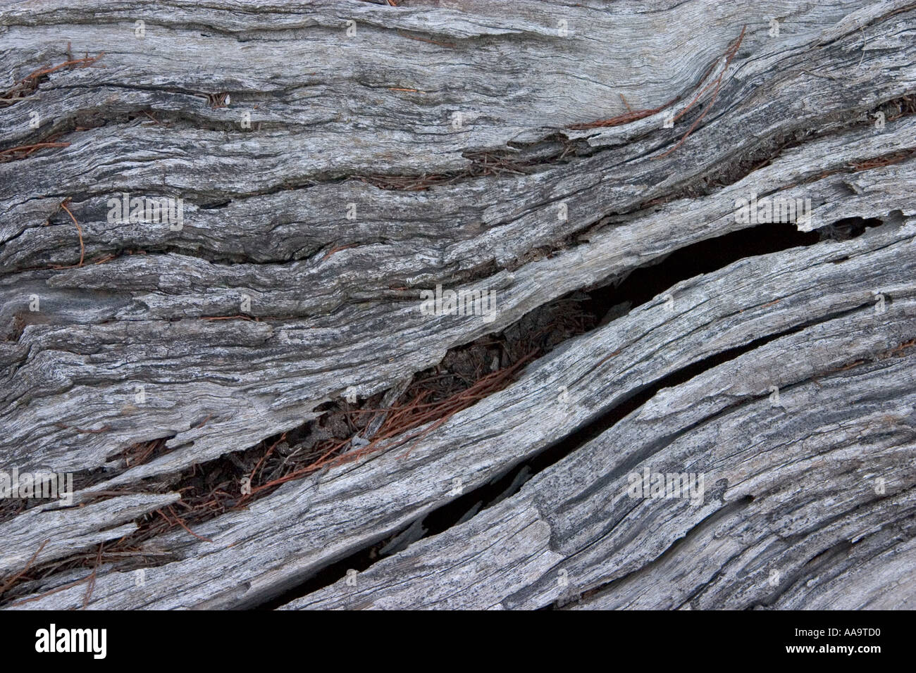 Old grey tree cut Stock Photo - Alamy
