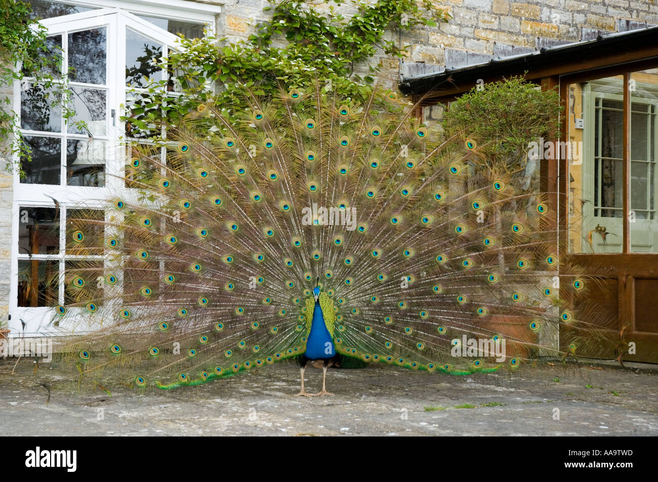 Colorful peacock displaying vibrant feathers hi-res stock photography ...