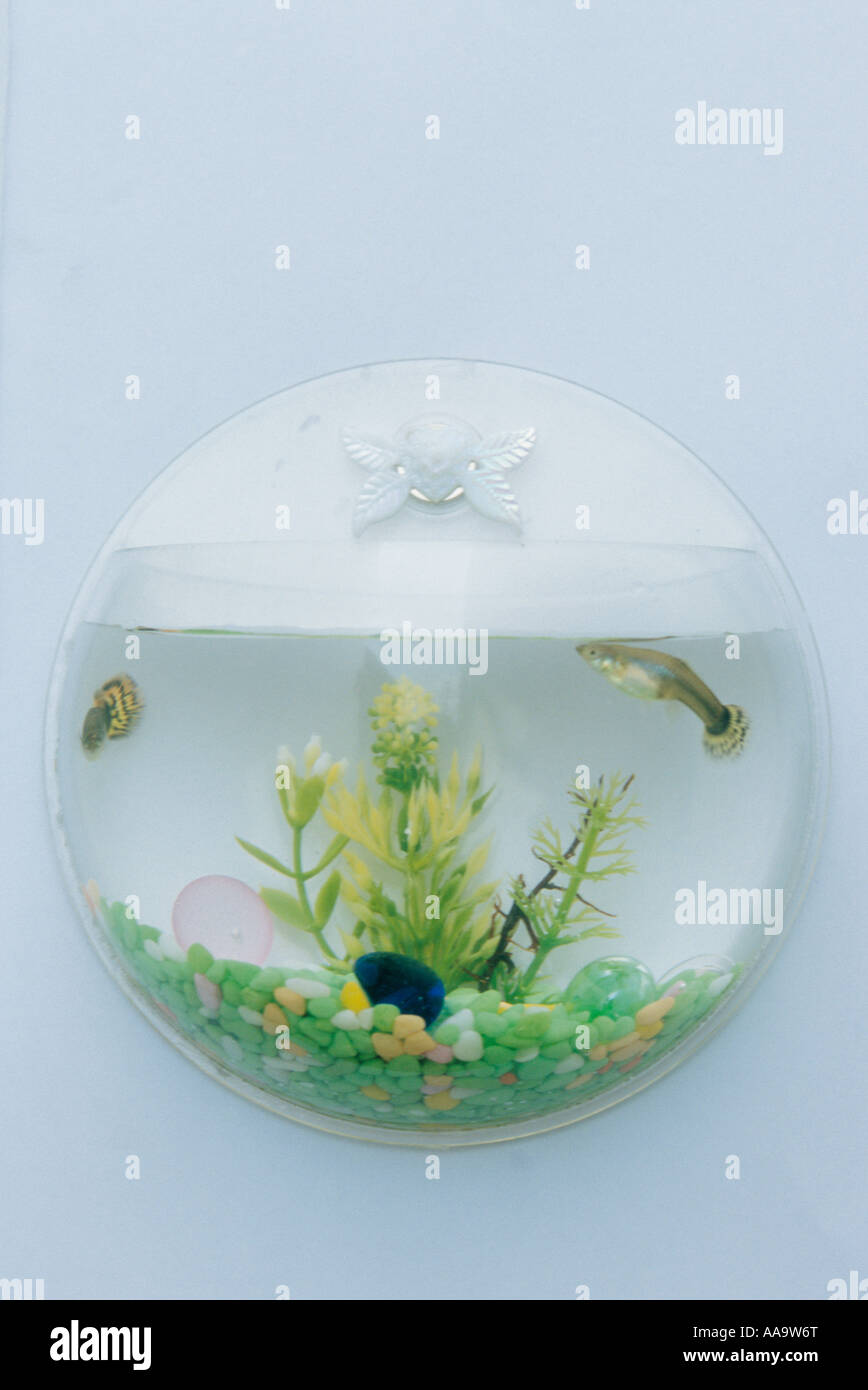 Hanger Fish High Resolution Stock Photography and Images - Alamy