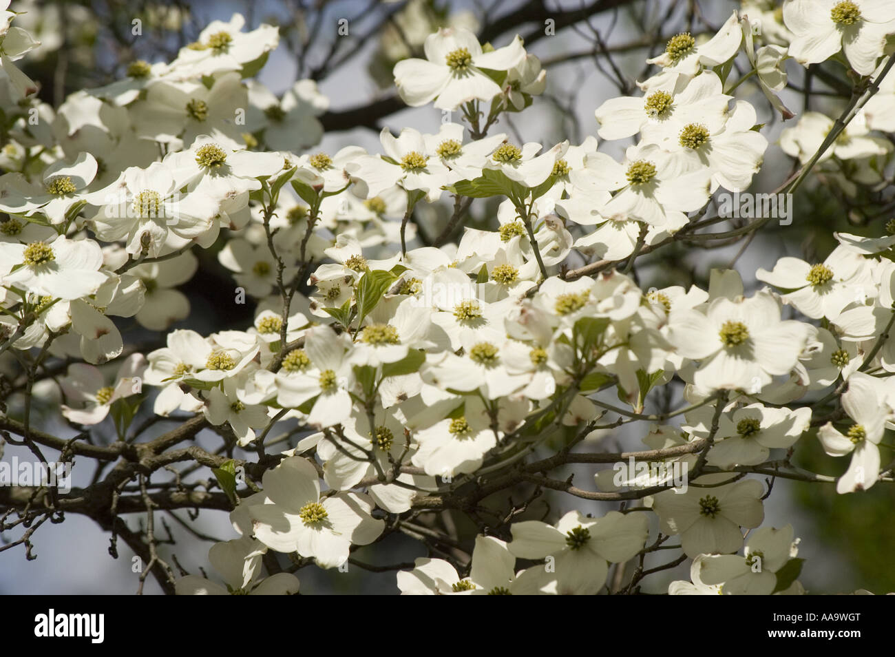 Many white spring flowers of Flowering dogwood - Cornaceae - Cornus ...