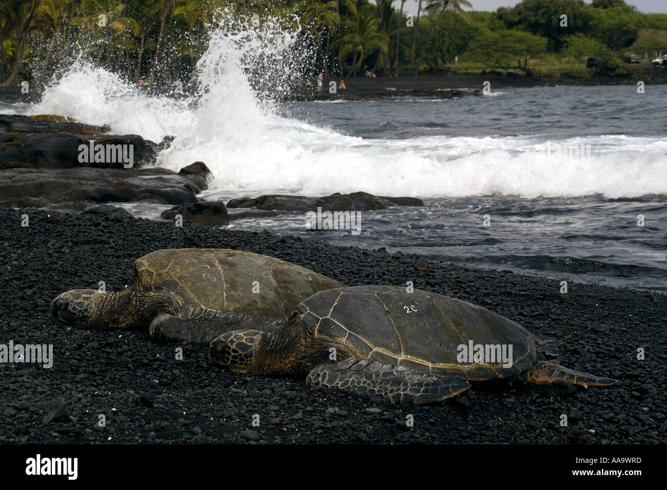 Hawaii turtle bay turtles hi-res stock photography and images - Alamy