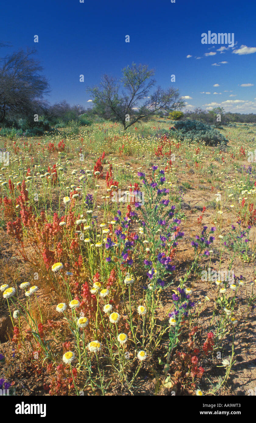 Flowers Outback Australia Stock Photo - Alamy