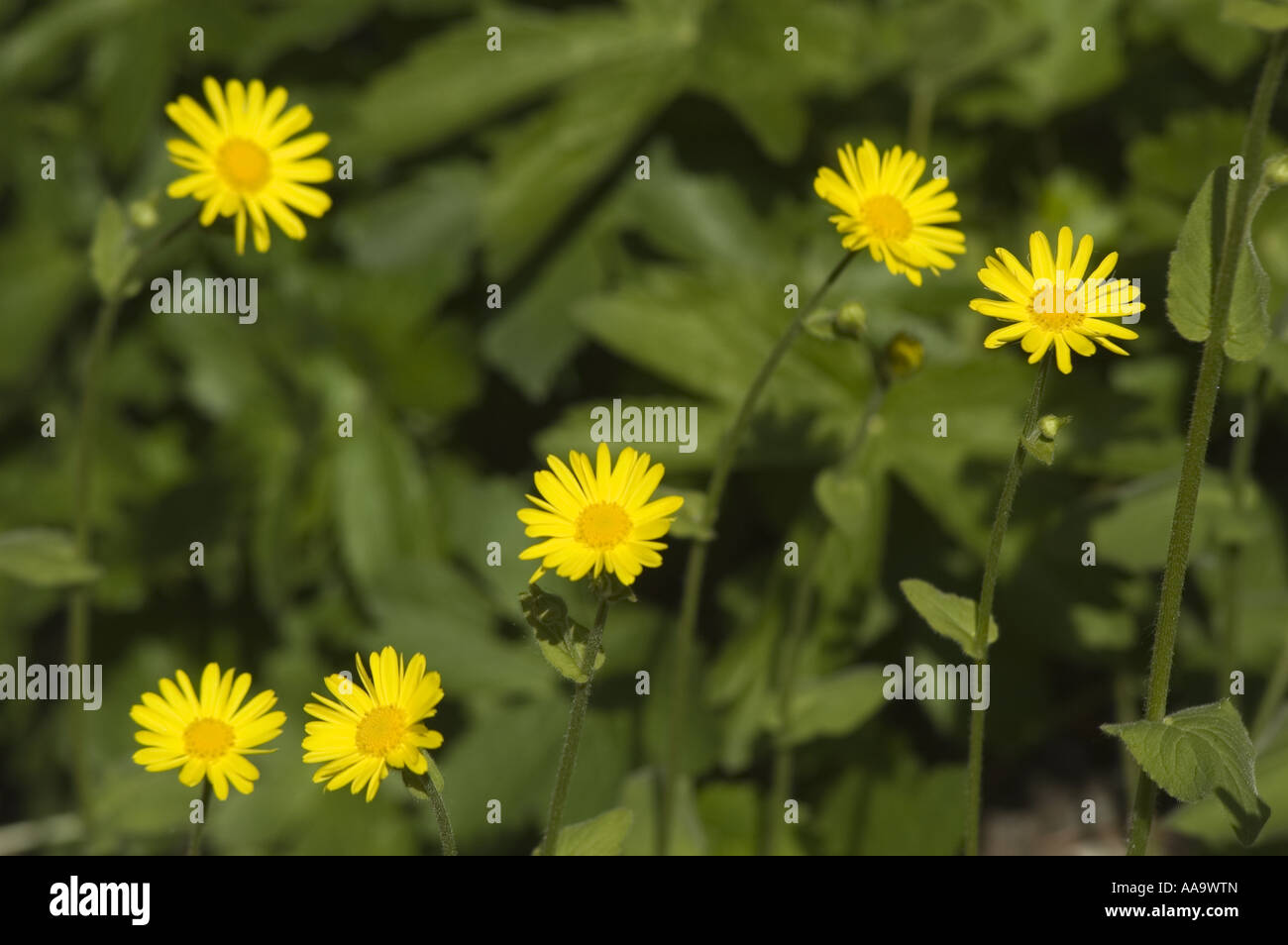 Many yellow mountain rock garden, spring flowers of Great Leopard's ...