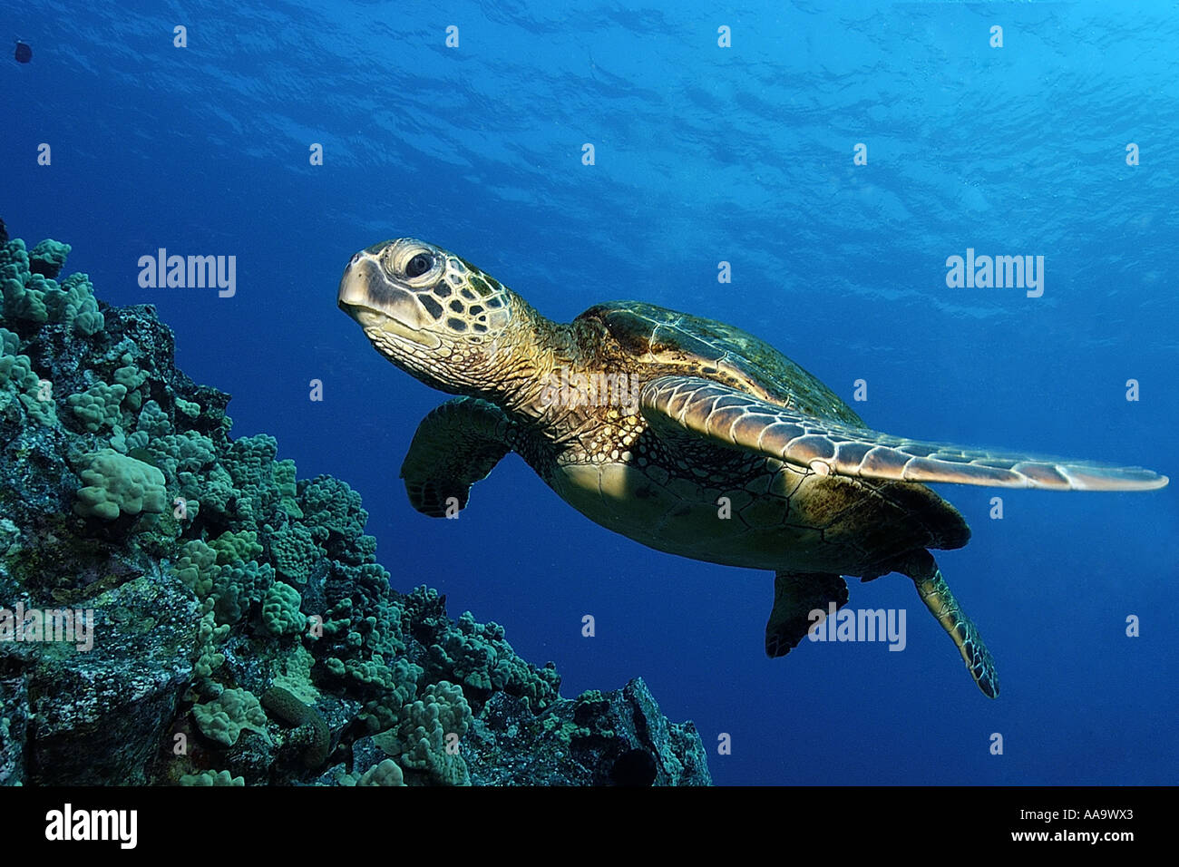 Green sea turtle Chelonia mydas Kailua Kona Hawaii Pacific Stock Photo ...