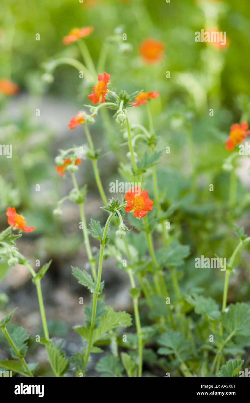 Red spring flowers of Avens Rosaceae Geum coccineum Stock Photo - Alamy