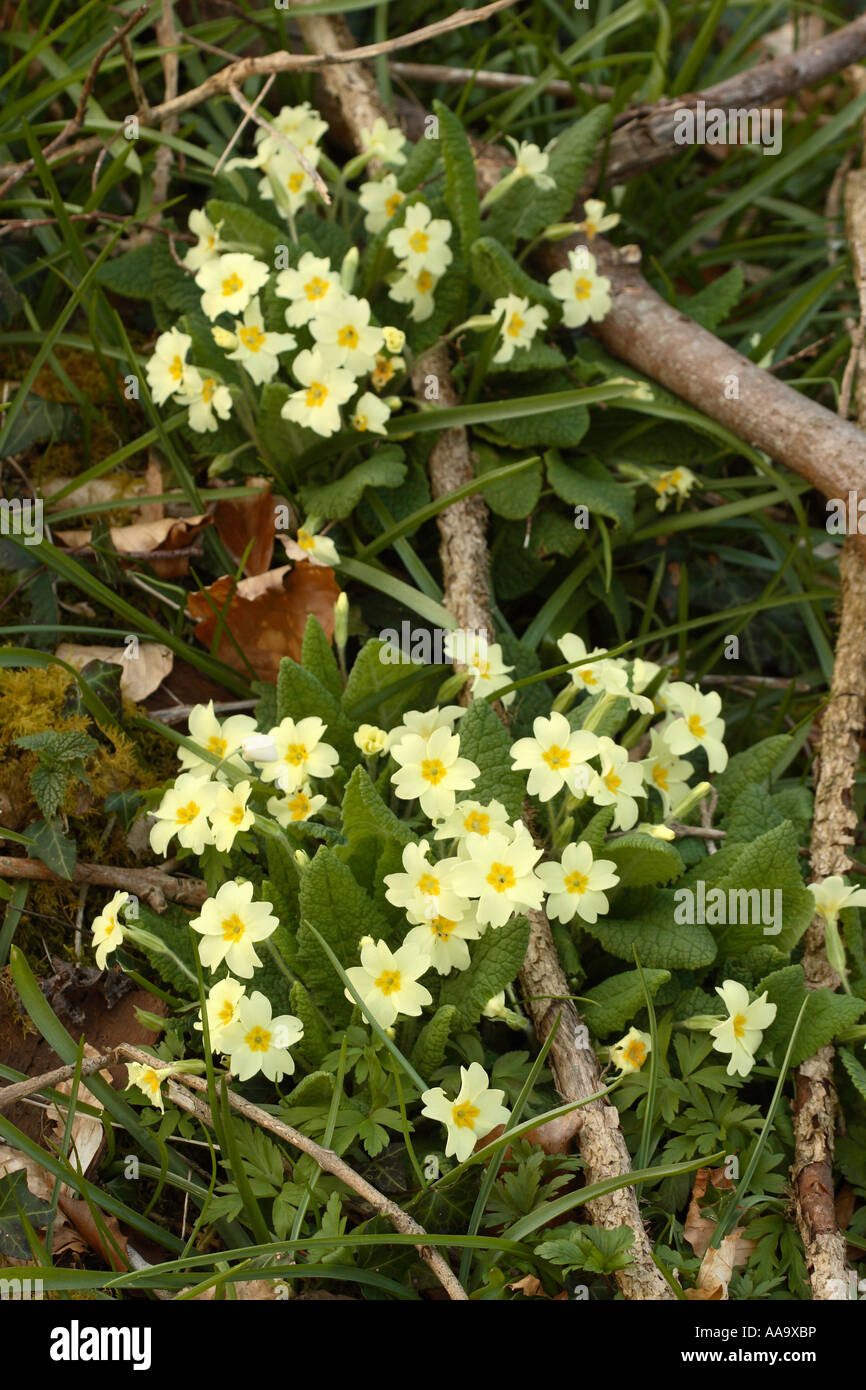 Wild primrose hi-res stock photography and images - Alamy