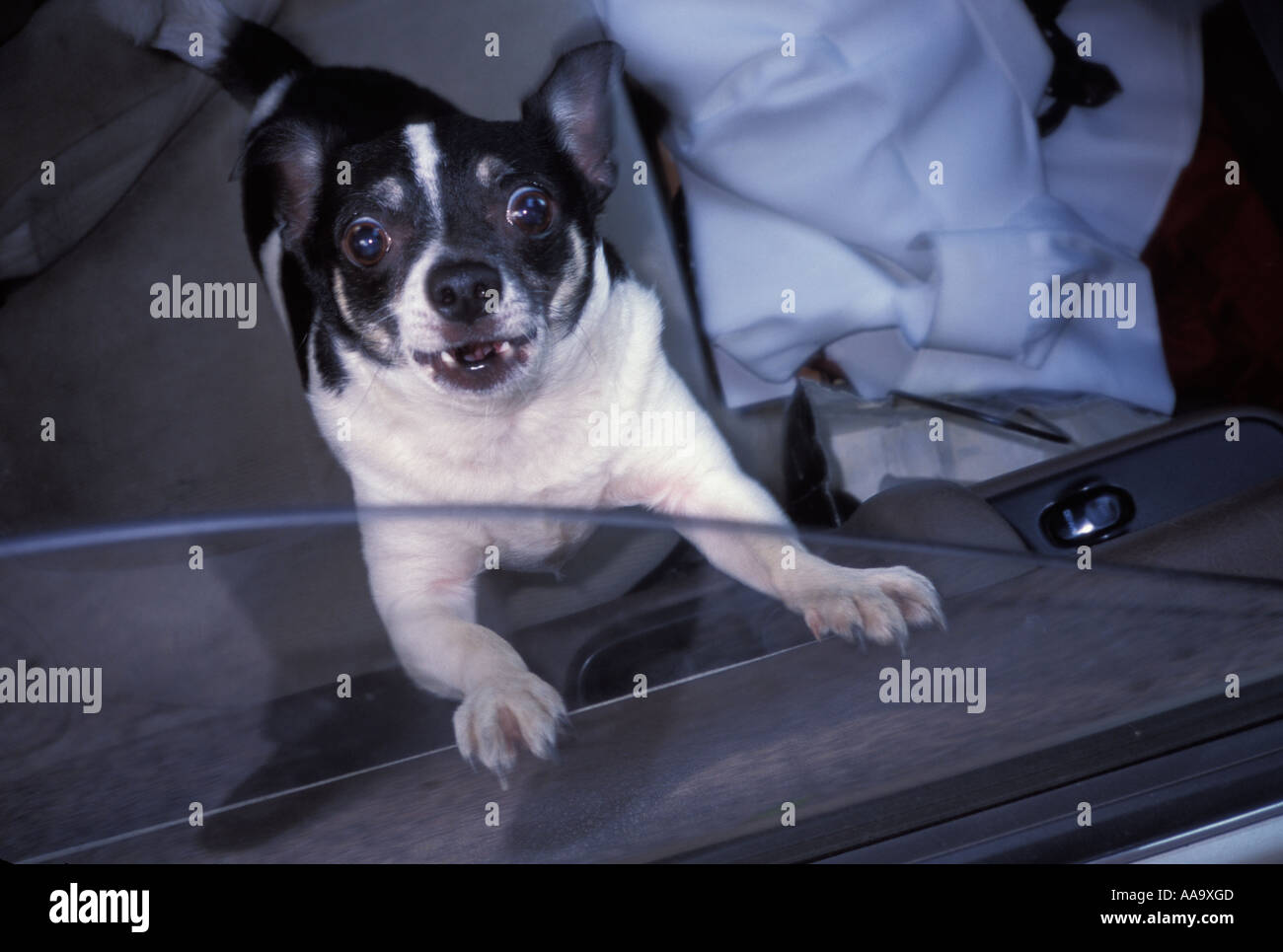 Crazed dog hi-res stock photography and images - Alamy