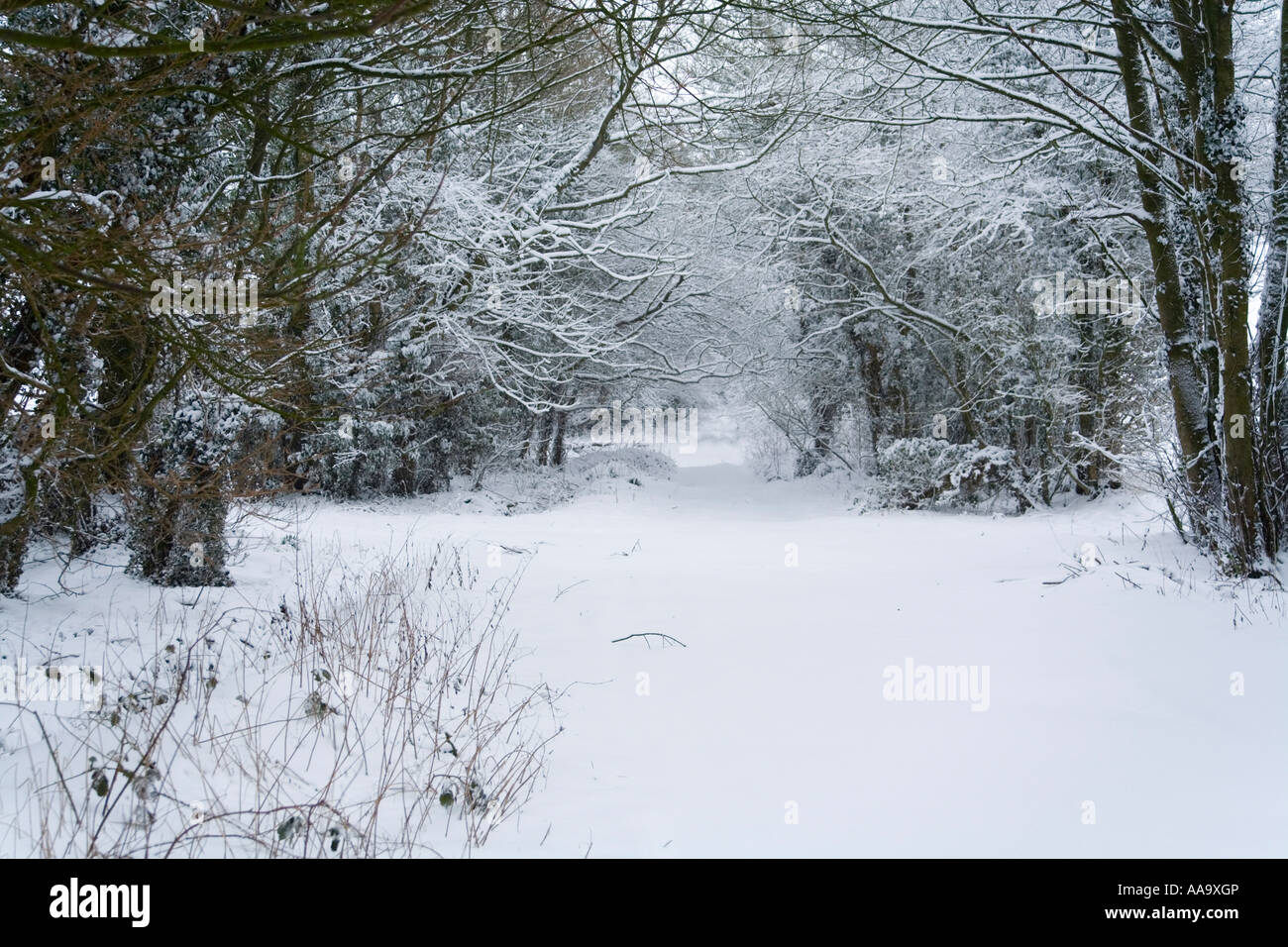 The old coaching road (now a bridleway) in winter snow on the Cotswolds ...