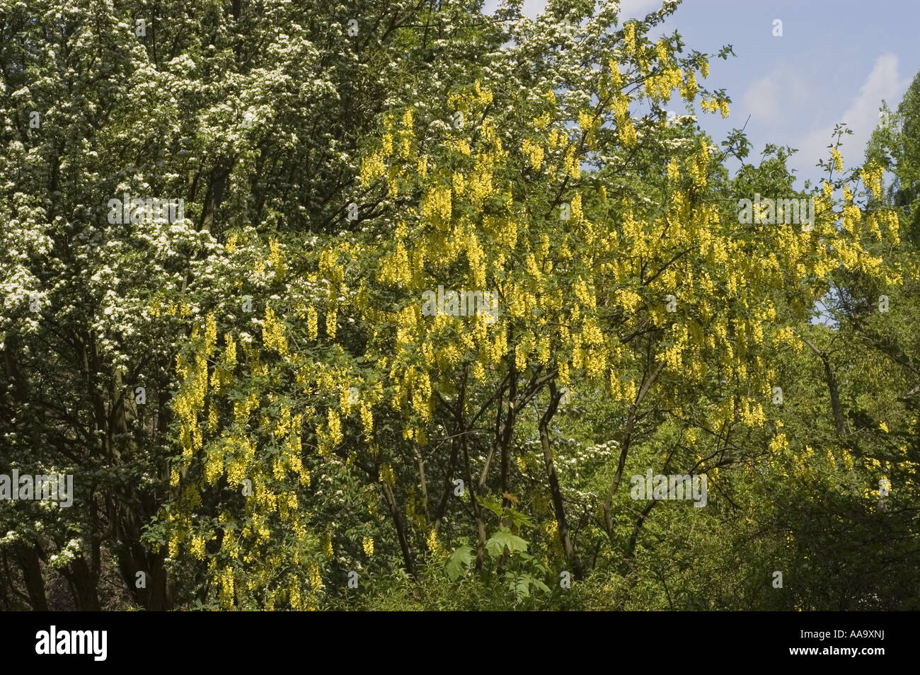 Yellow spring flowers of Common Laburnum - Laburnum anagyroides Stock ...