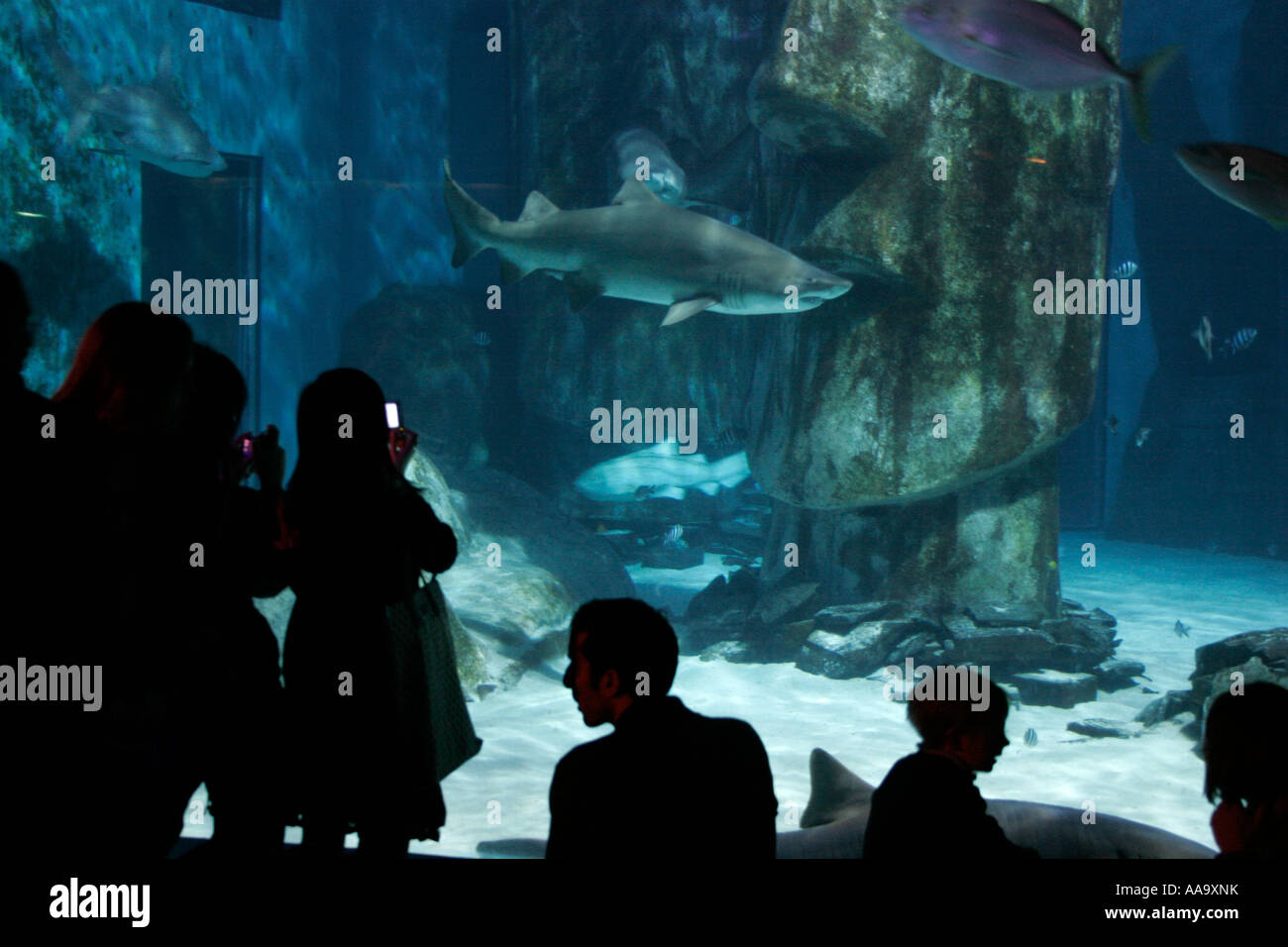 Visitors admiring the sharks and large fish at The London Aquarium ...