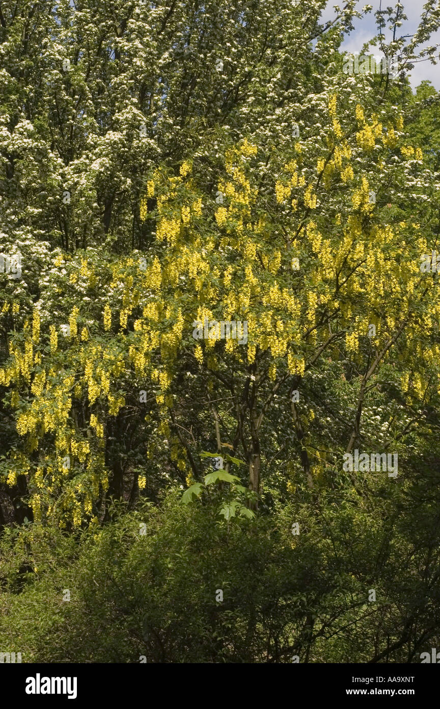 Yellow spring flowers of Common Laburnum - Laburnum anagyroides Stock ...