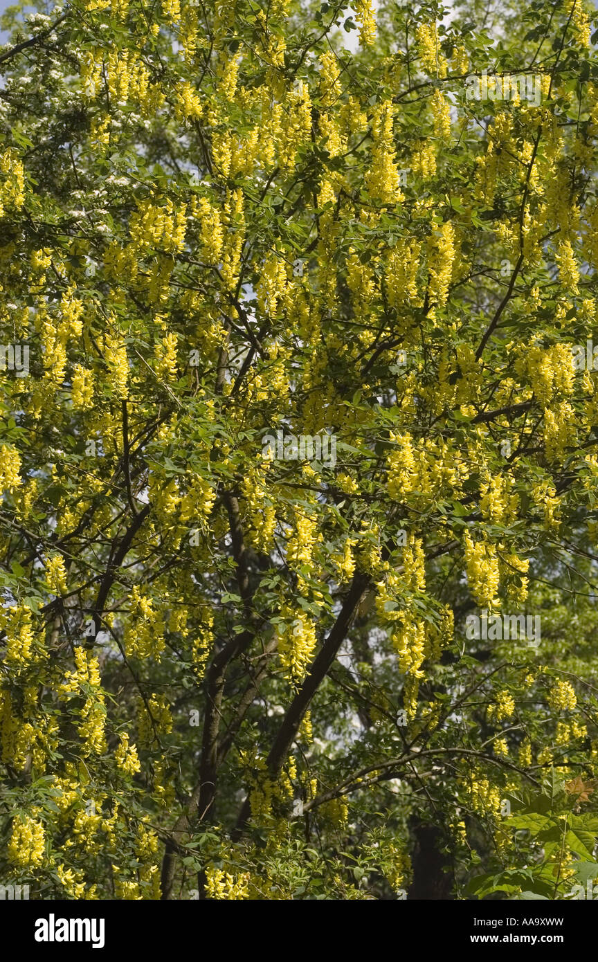 Yellow flowers in clusters hi-res stock photography and images - Alamy