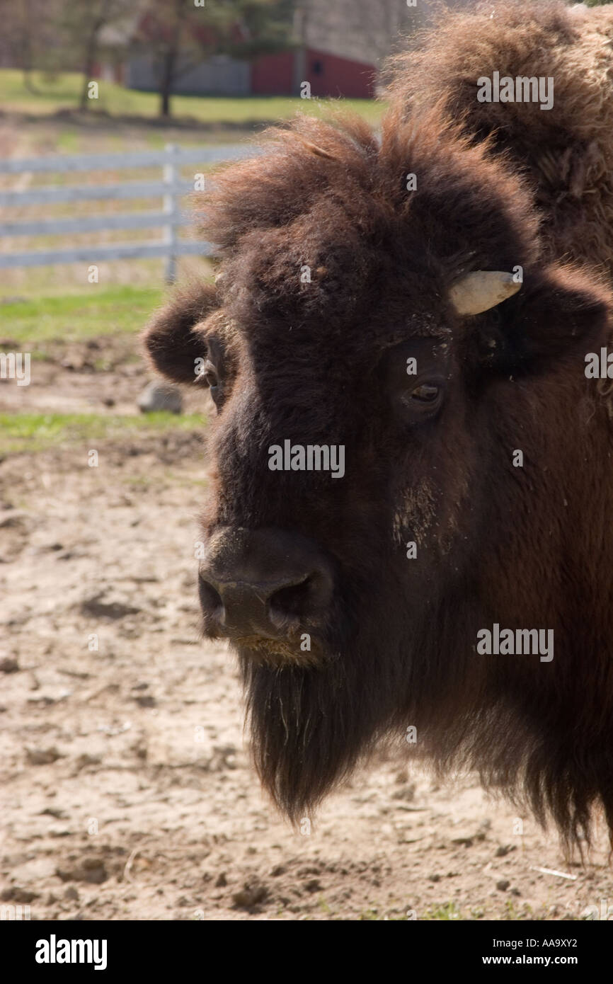 Humped bull hi-res stock photography and images - Alamy