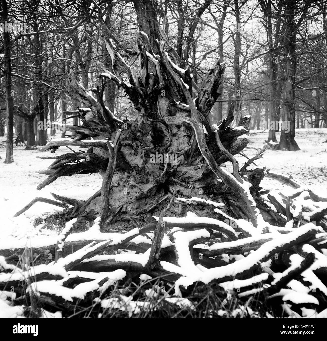 Knocked over tree Black and White Stock Photos & Images - Alamy