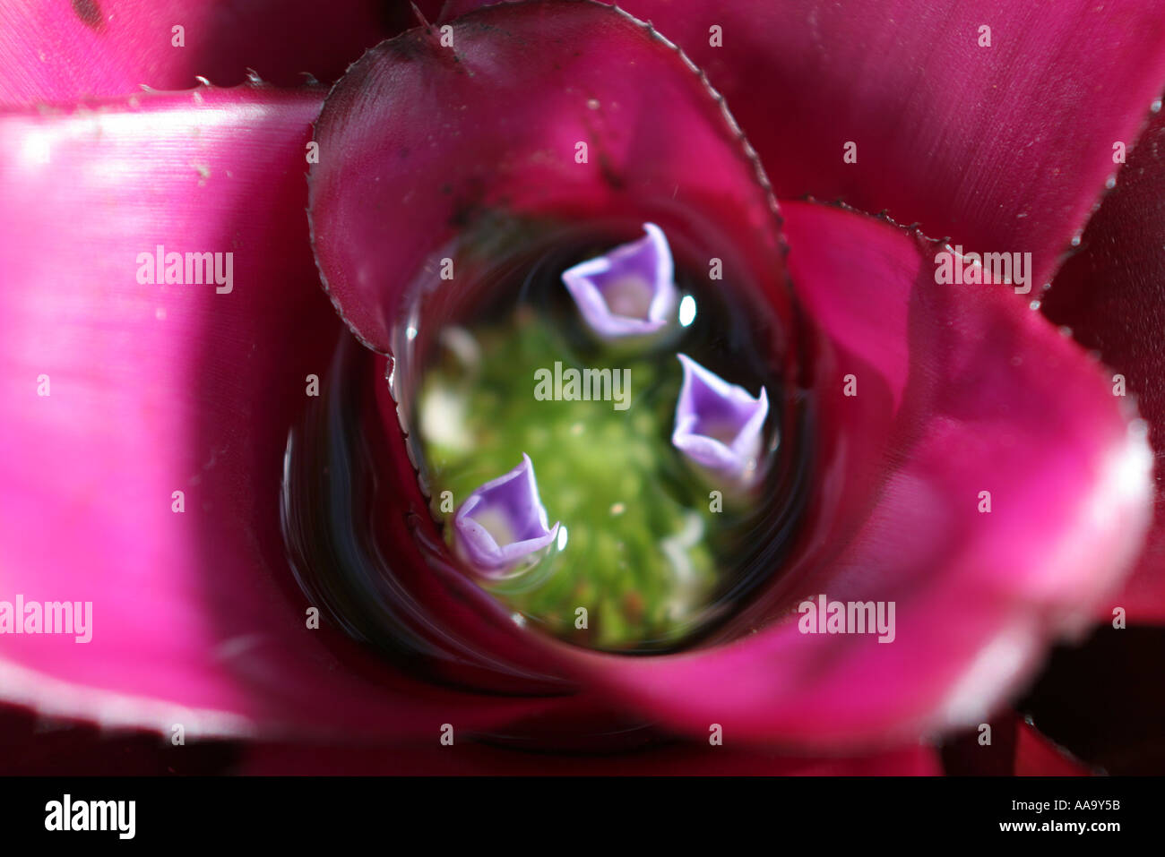 Florida, tropical plant, flora, growing, life, purple, flower ...