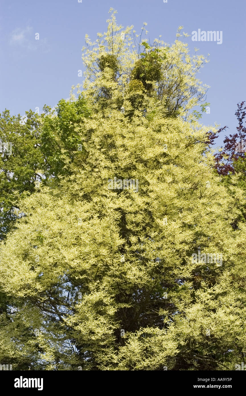 North america white ash tree hi-res stock photography and images - Alamy