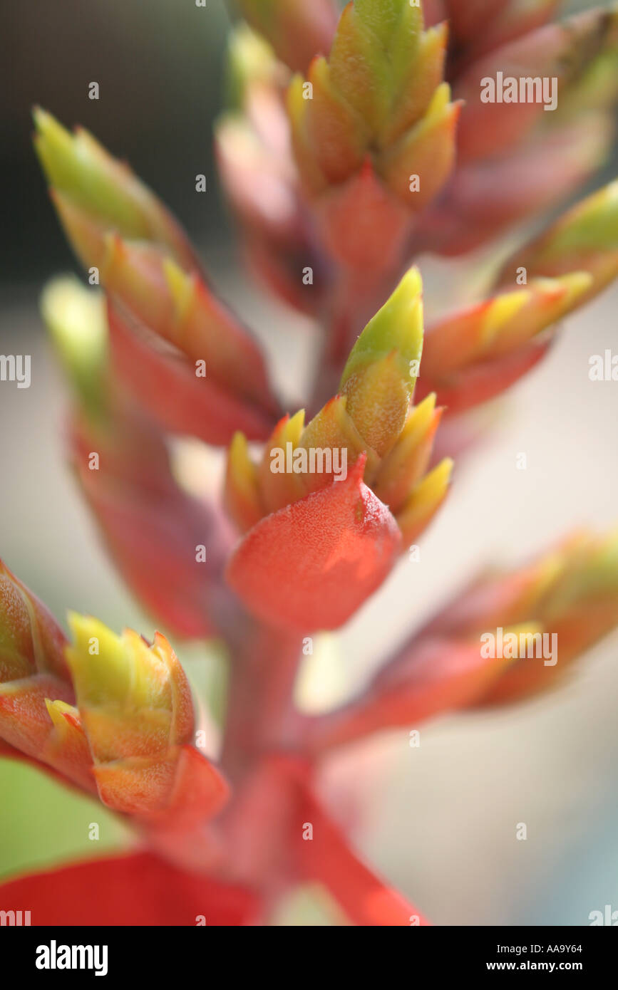 Florida, tropical plant, flora, growing, life Stock Photo - Alamy