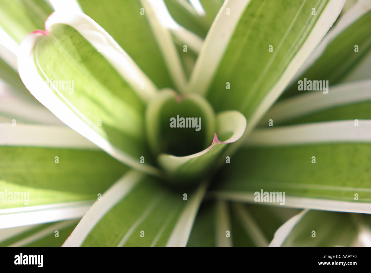 Florida, tropical plant, flora, growing, life, green Stock Photo - Alamy