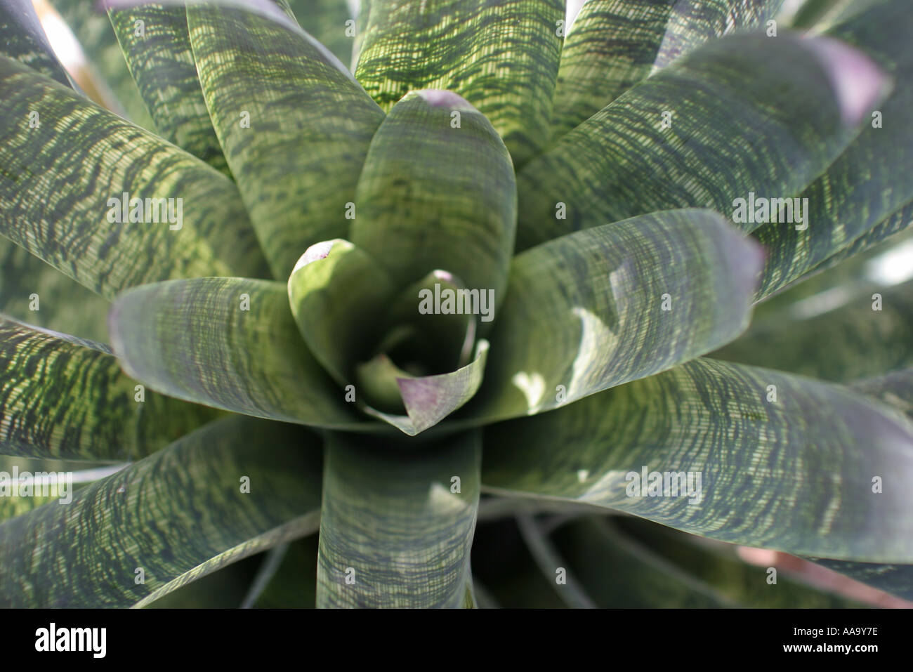 Florida, tropical plant, flora, growing, life, green, bromeliad Stock ...