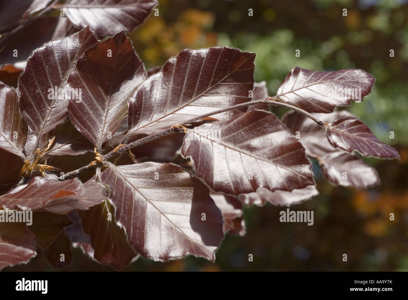 Leaves close up of purple beech tree Fagaceae Fagus sylvatica f purpure ...