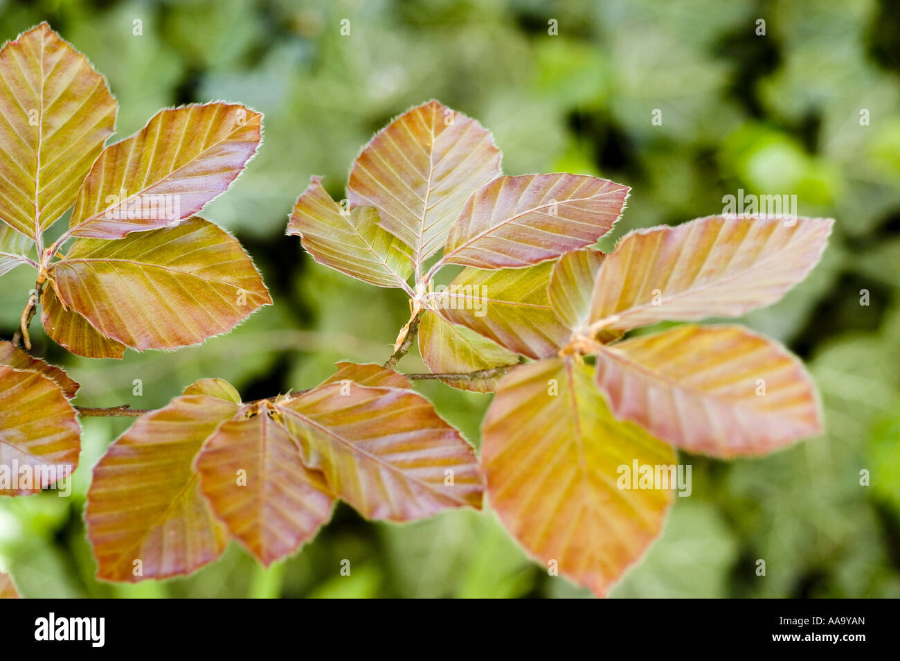 Purple beech tree Fagaceae Fagus sylvatica f purpure Stock Photo - Alamy