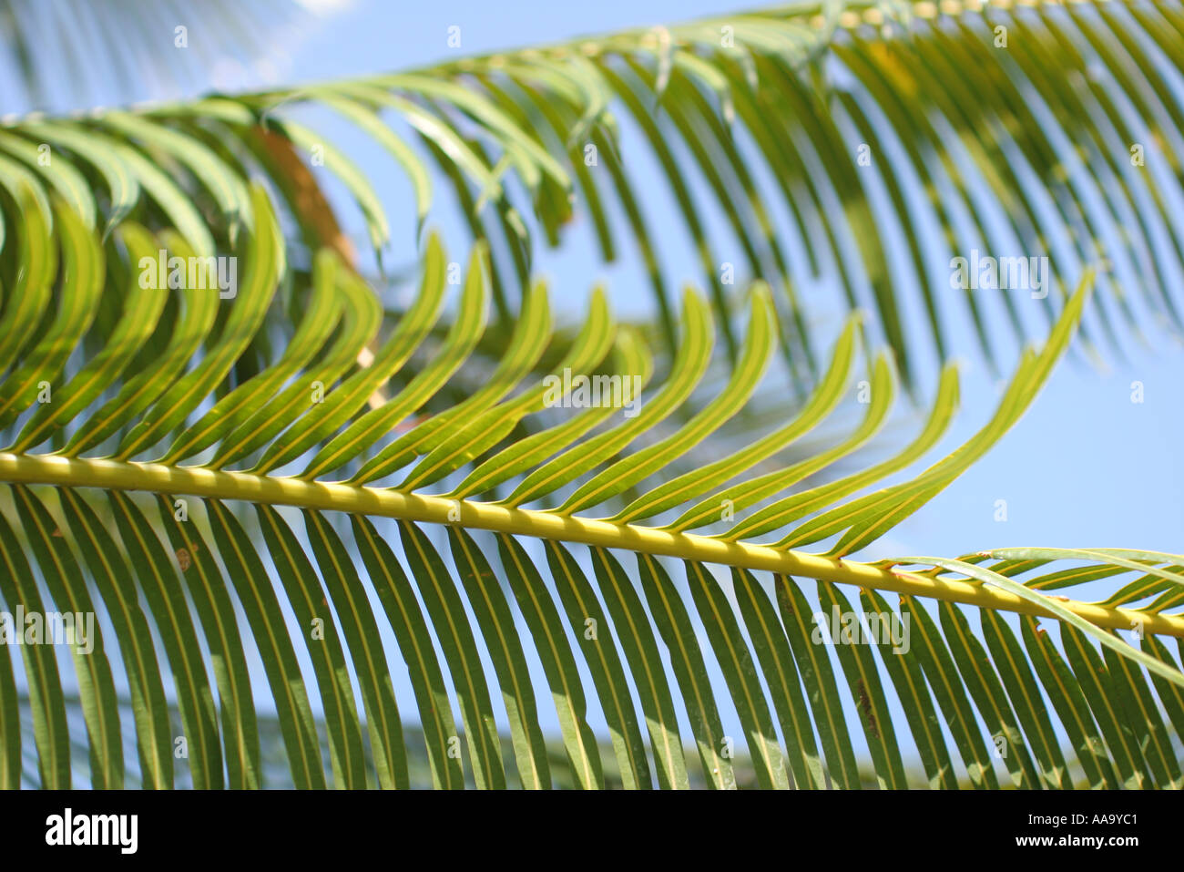 Florida, tropical plant, flora, growing, life, palm branch, frond ...