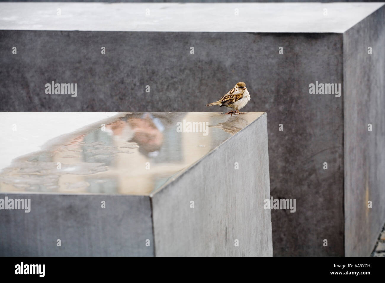 Holocaust memorial of the architect Peter Eisenmann Berlin Germany ...