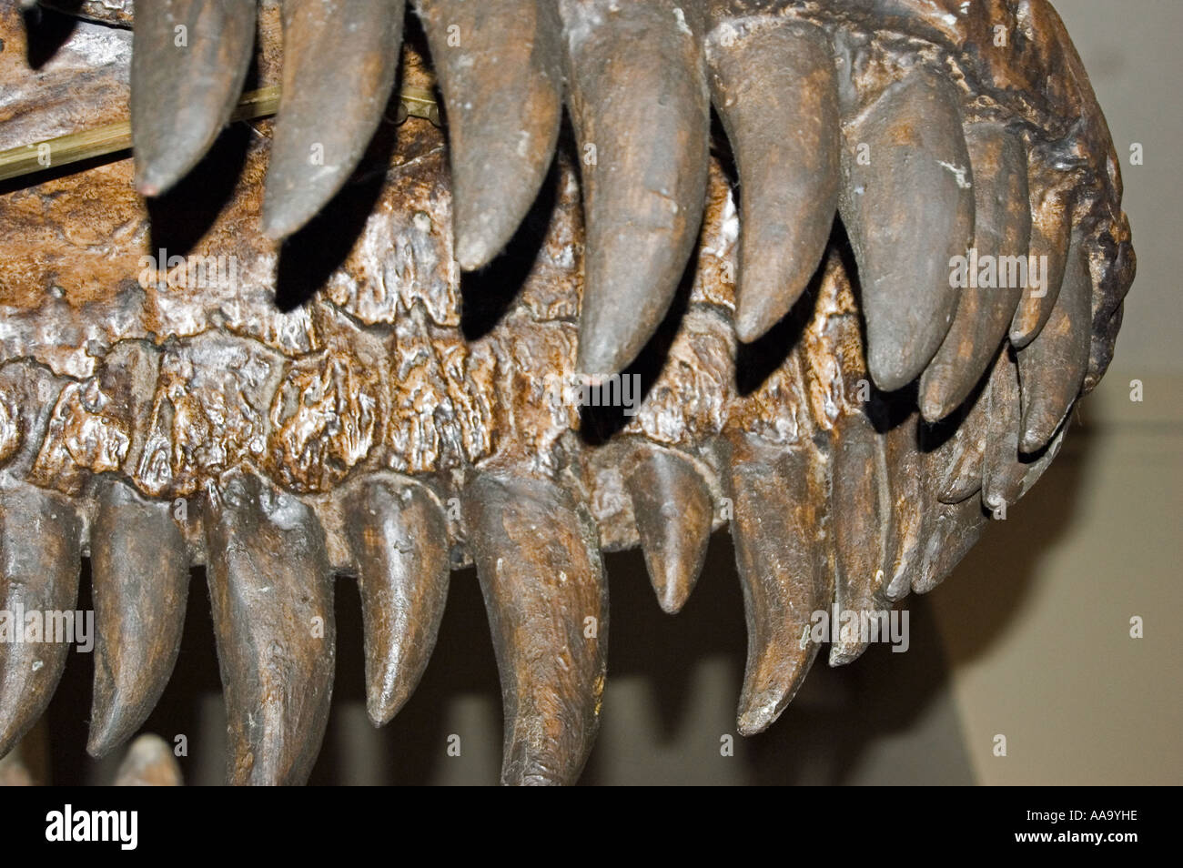 Dinosaur teeth hi-res stock photography and images - Alamy
