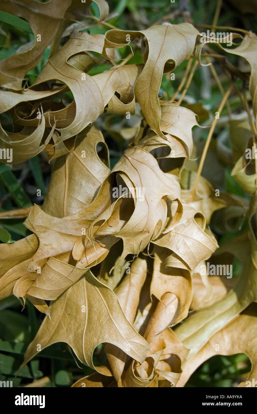 Oak leaves cluster hi-res stock photography and images - Alamy
