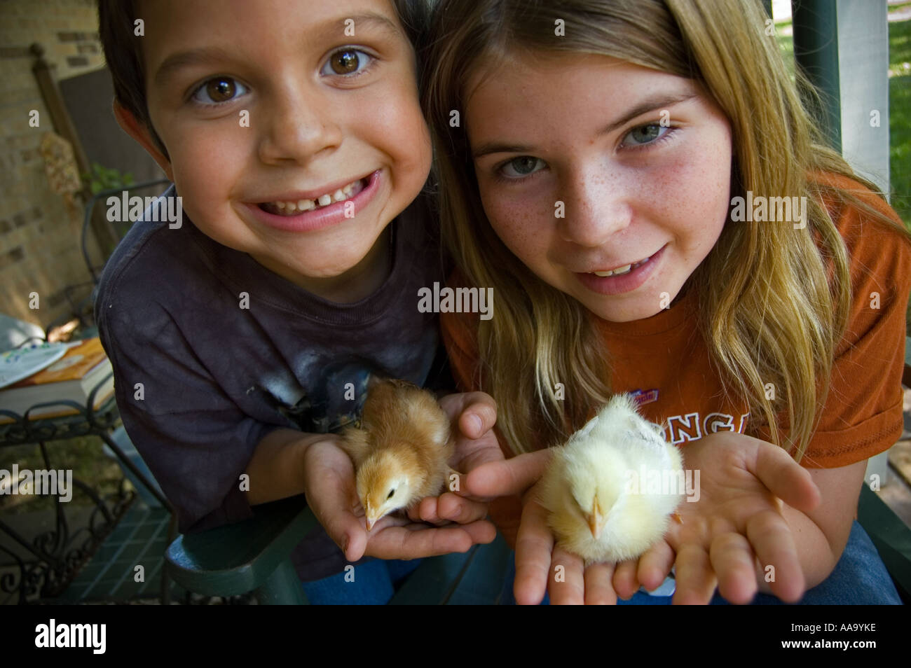 Two children holding cute fluffy baby chicks Stock Photo - Alamy
