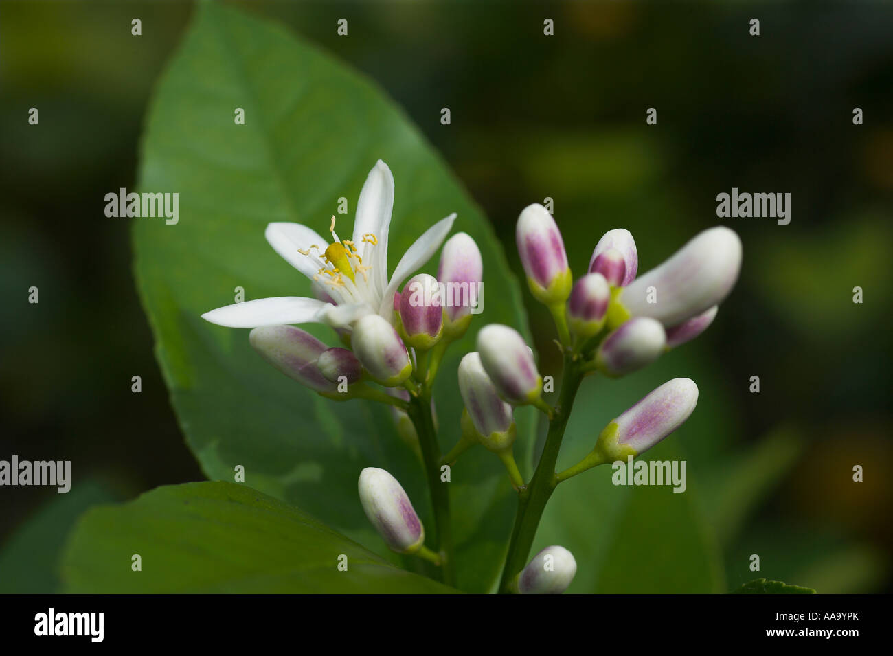 Lemon peel tree flowers hi-res stock photography and images - Alamy