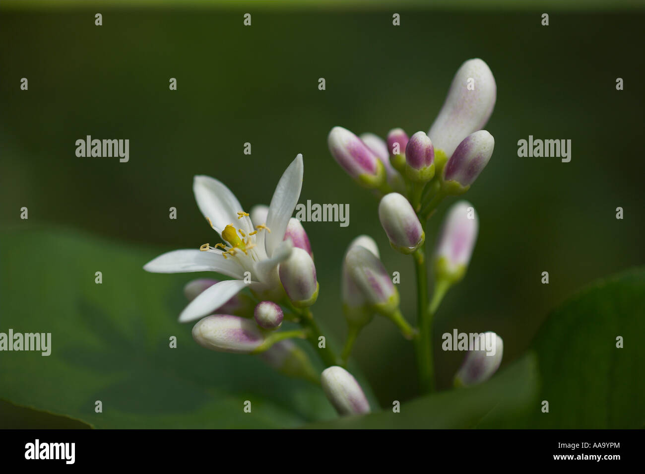 Lemon peel tree flowers hi-res stock photography and images - Alamy
